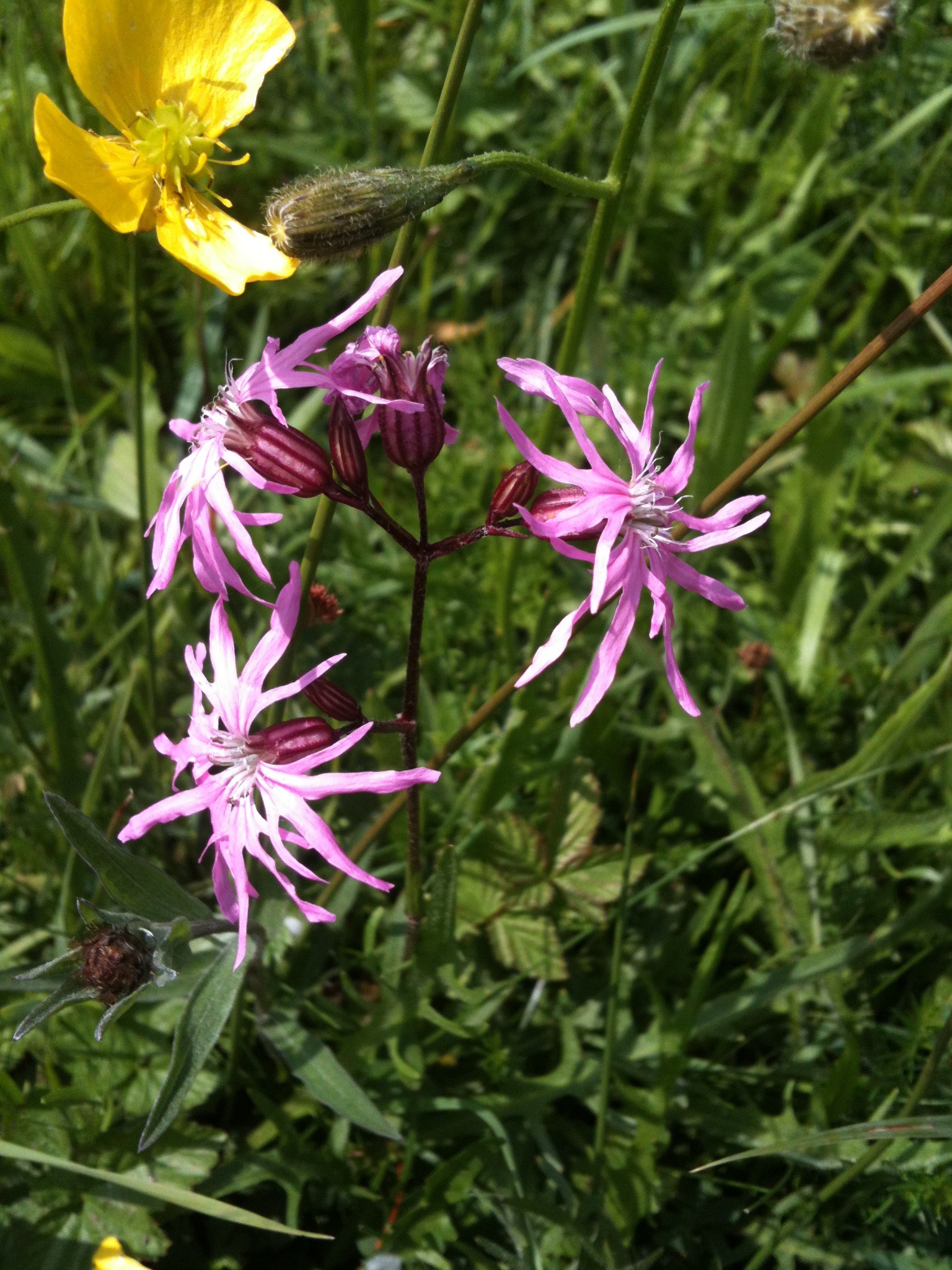 Ragged Robin – Aunty Muriel's Blog